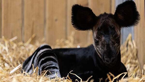 Rare and endangered okapi calf is ‘thriving’ at Dublin Zoo - Homepage ...