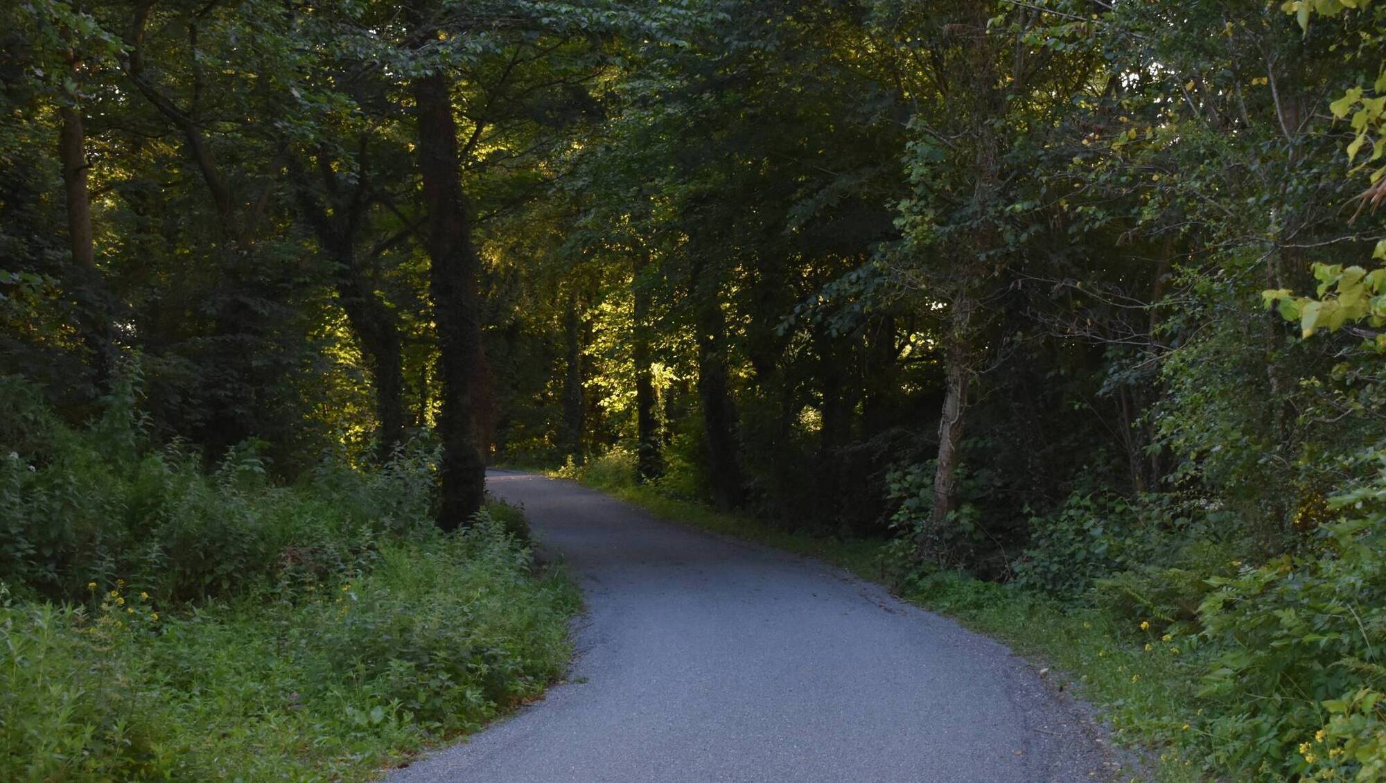 Route selection phase for Carrick-on-Suir to Kilmeaden greenway - News - Waterford News & Star