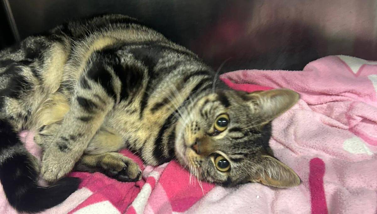 Waterford Animal Welfare share update on cats rescued from house fire ...