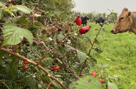 Snap happy! Hedgerow Ireland – ICMSA 2025 National Photography ...