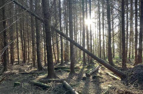 €55 million available to forest owners affected by storms through new ...
