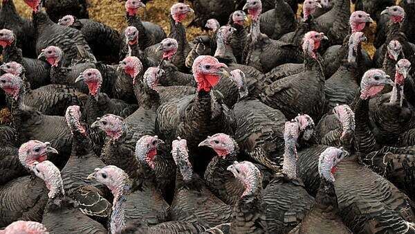 Compulsory housing order for poultry lifted after reduction in risk of ...