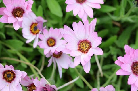 Green Fingers: African daisies at home in some areas - Life - Waterford ...