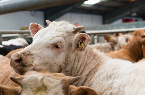 Farming: Latest results from Dungarvan Mart - Life - Waterford News & Star