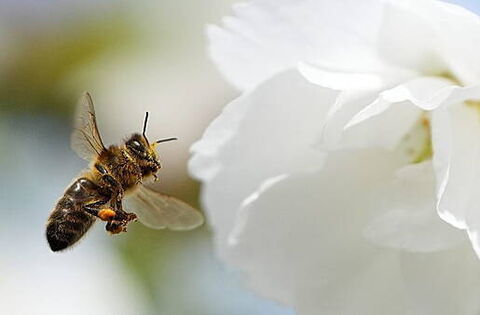 Churches and graveyards become biodiversity havens - Homepage ...